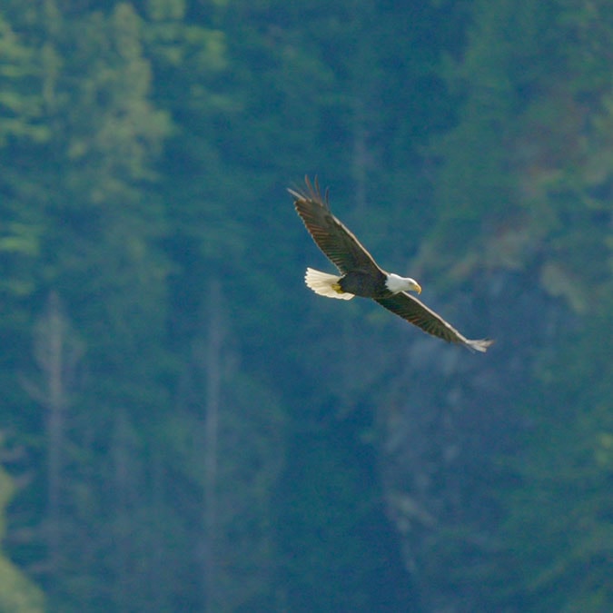 Our Animals - Haisla Heritage Portal